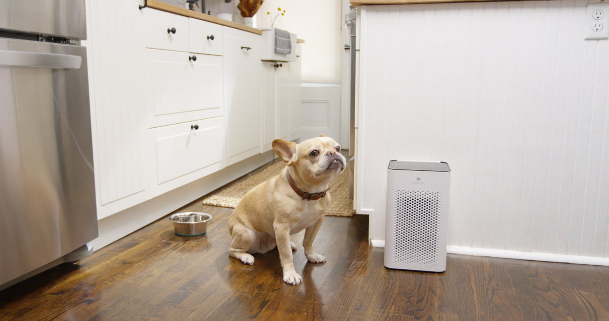 Air Purifiers & 7 Hidden Air Pollutants